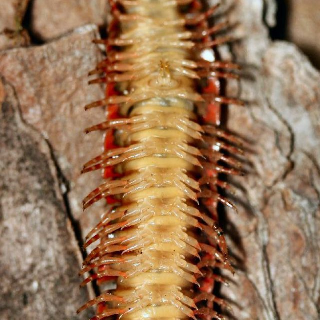 Millipedes: annoying, but important - UF/IFAS Extension Sarasota County