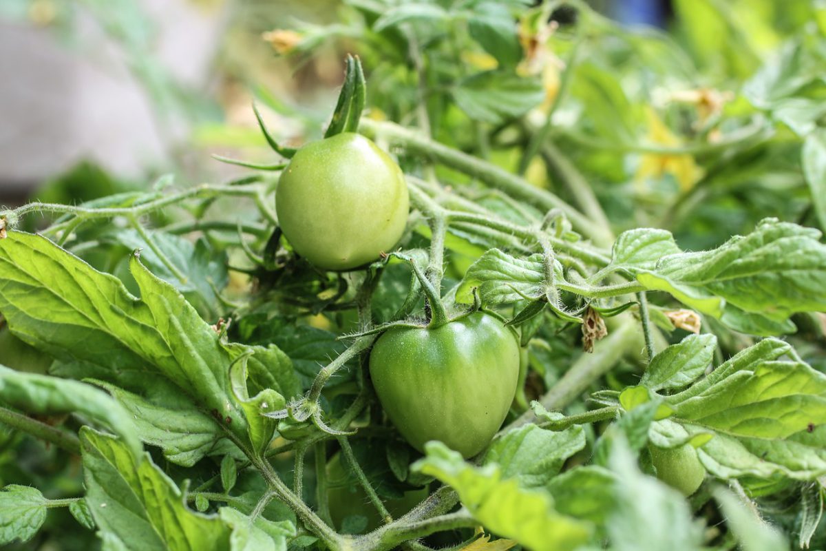 Edible Gardening Series: Question of the Week – Tomatoes - UF/IFAS ...