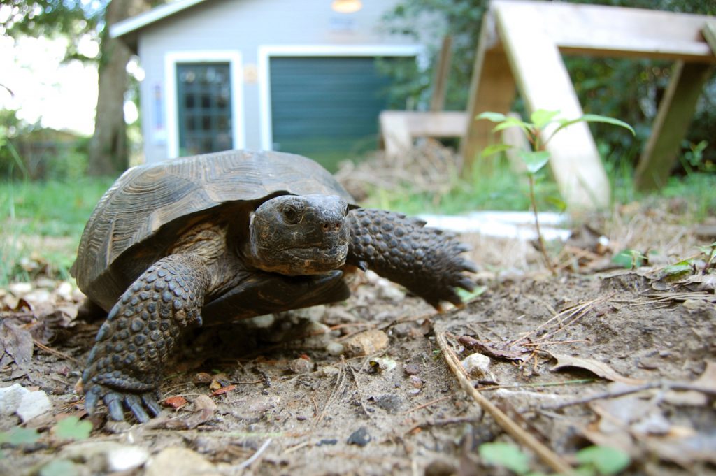 Celebrate a keystone species: make your yard gopher tortoise-friendly ...