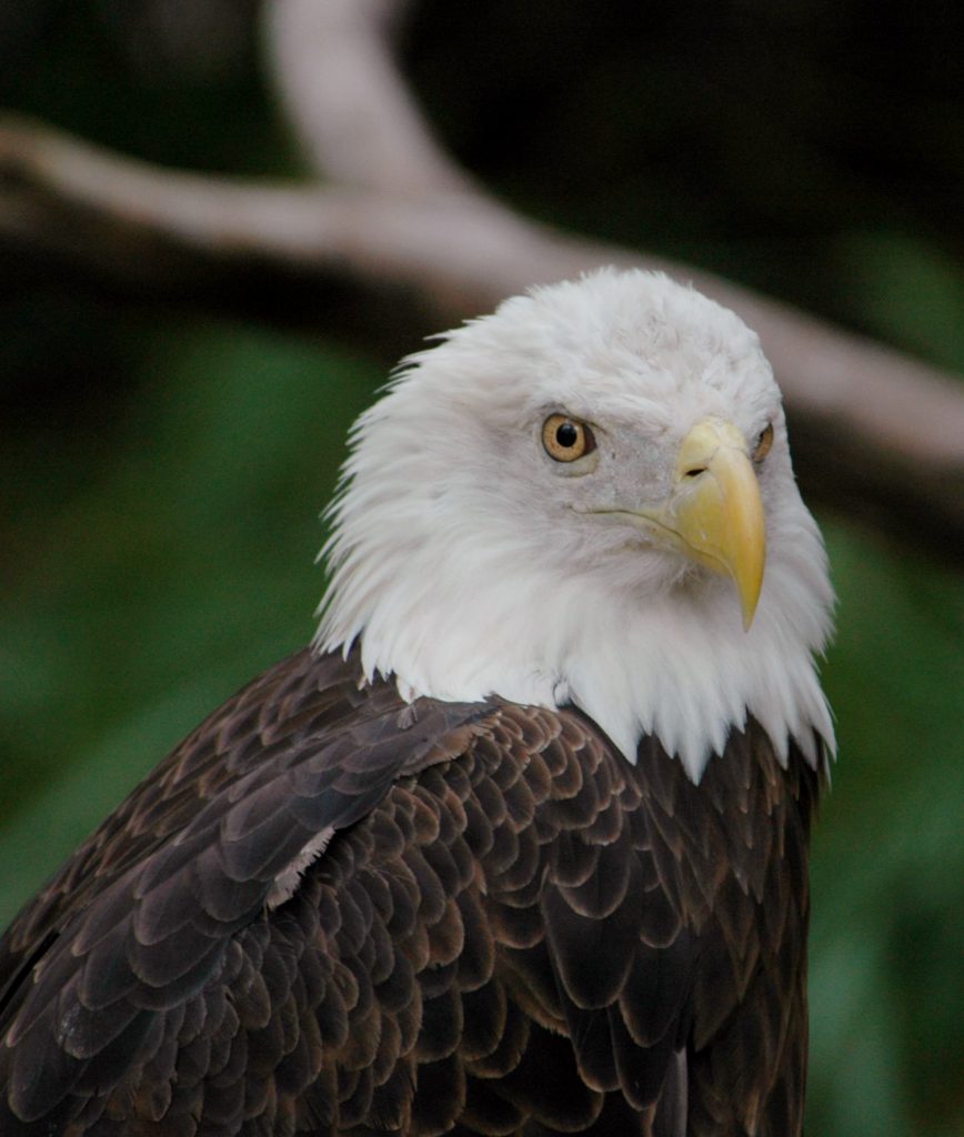 Wild Sarasota Spotlight: eagle etiquette - UF/IFAS Extension Sarasota ...