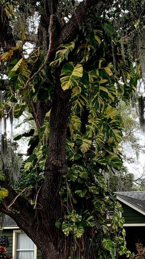 Master Gardener Volunteers on... pothos: mild-mannered or monster? - UF ...