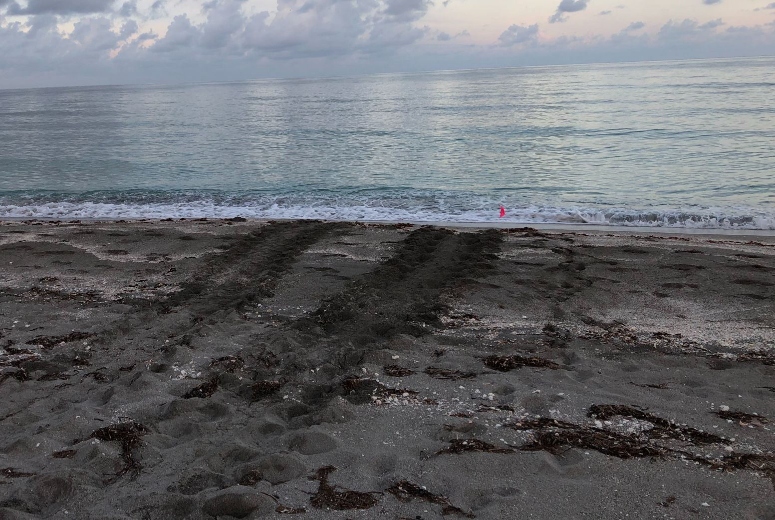 Citizen Science: sea turtle surveying and how you can help! - UF/IFAS ...