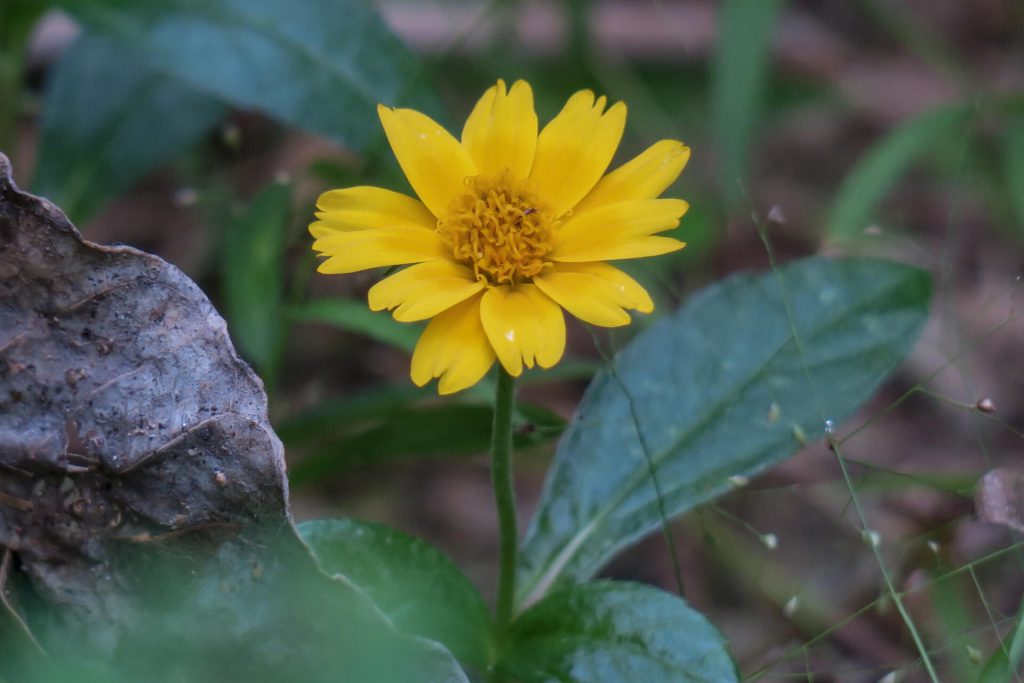 Master Gardener Volunteers on... wicked wedelia - UF/IFAS Extension ...