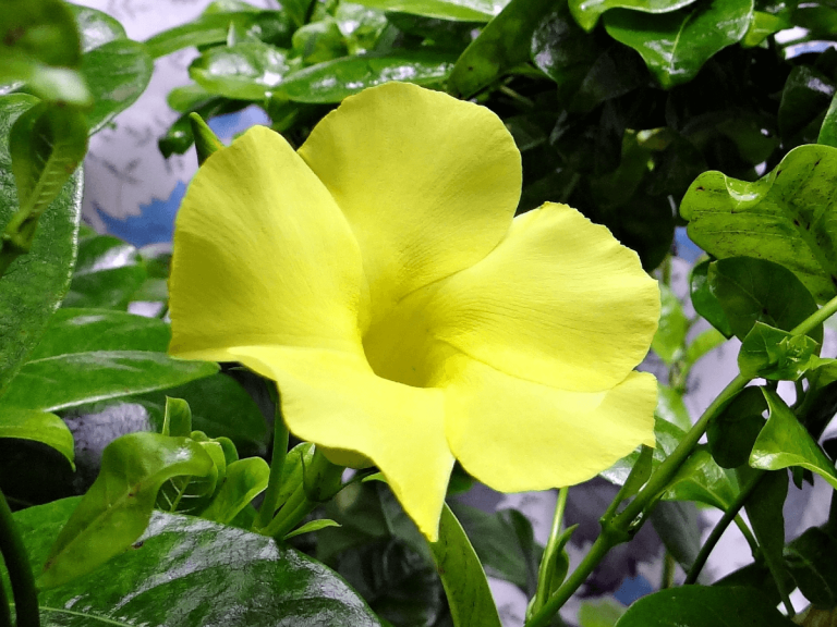 Master Gardener Volunteers on... the all-too-troublesome allamanda - UF ...