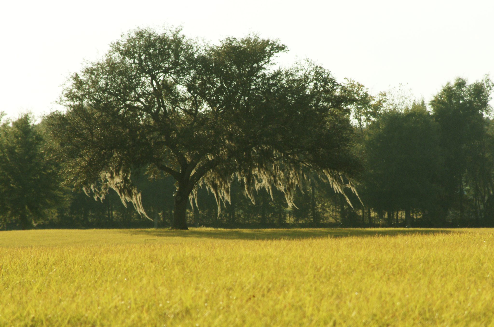 Benefits of urban trees - UF/IFAS Extension Sarasota County