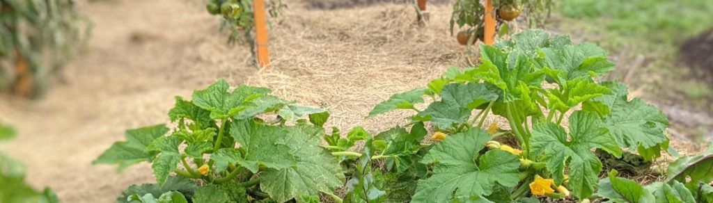 Fruits & Vegetables Archives - UF/IFAS Extension Sarasota County