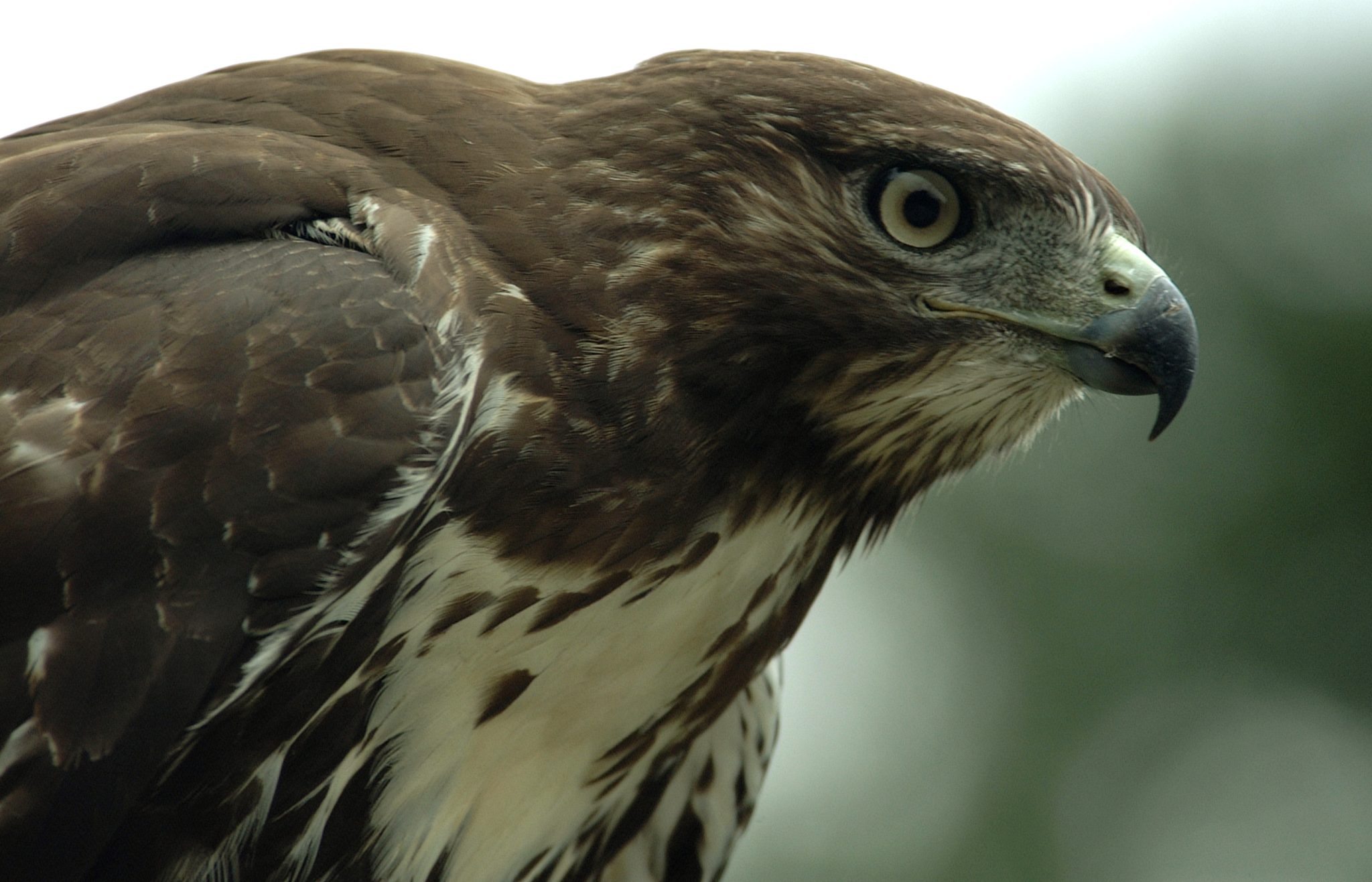 Wild Sarasota: Florida's Raptors - UF/IFAS Extension Sarasota County