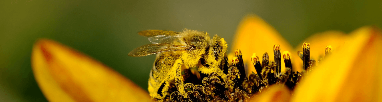 Pollinators: it's not all about the bees - UF/IFAS Extension Sarasota ...