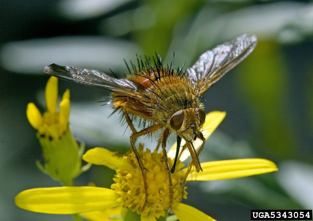 Pollinators: it's not all about the bees - UF/IFAS Extension Sarasota ...