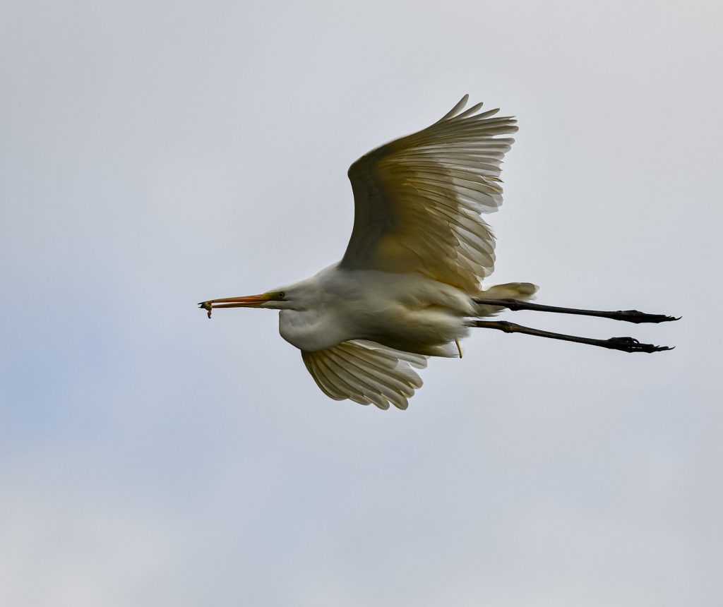 Wild Sarasota: Florida's Engaging Egrets - UF/IFAS Extension Sarasota County