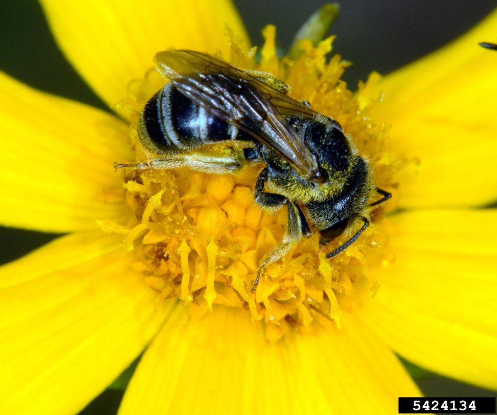 Pollinators: it's not all about the bees - UF/IFAS Extension Sarasota ...