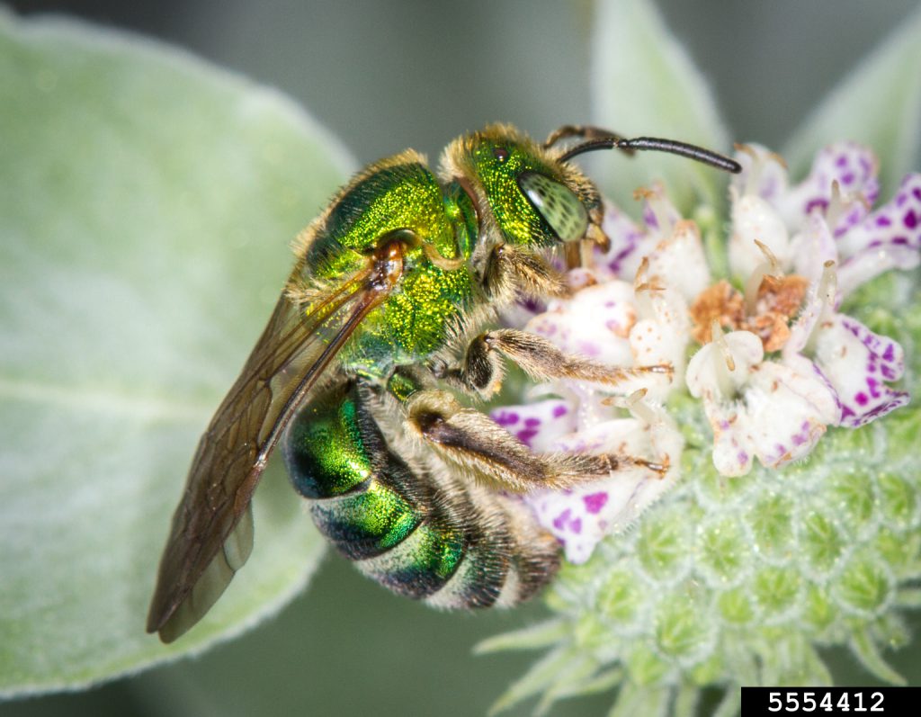 Pollinators: it's not all about the bees - UF/IFAS Extension Sarasota County
