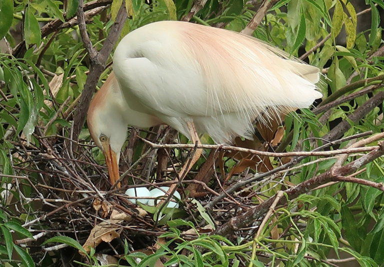 Wild Sarasota: Florida's Engaging Egrets - UF/IFAS Extension Sarasota ...