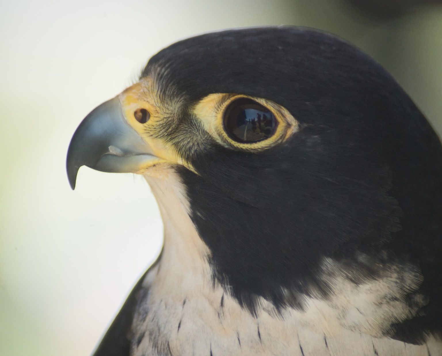 Wild Sarasota: Fantastic Falcons - UF/IFAS Extension Sarasota County
