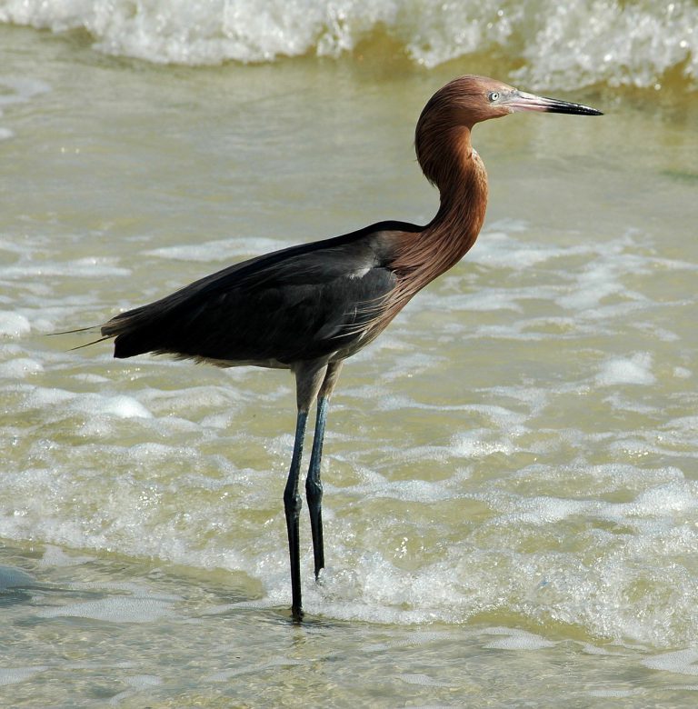Wild Sarasota: Florida's Engaging Egrets - UF/IFAS Extension Sarasota County