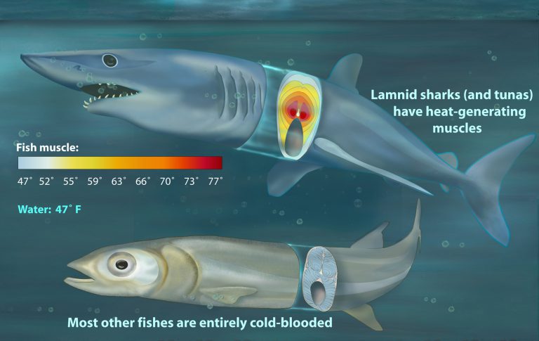Shark Bits: Warm-blooded sharks – the Lamnidae family - UF/IFAS ...