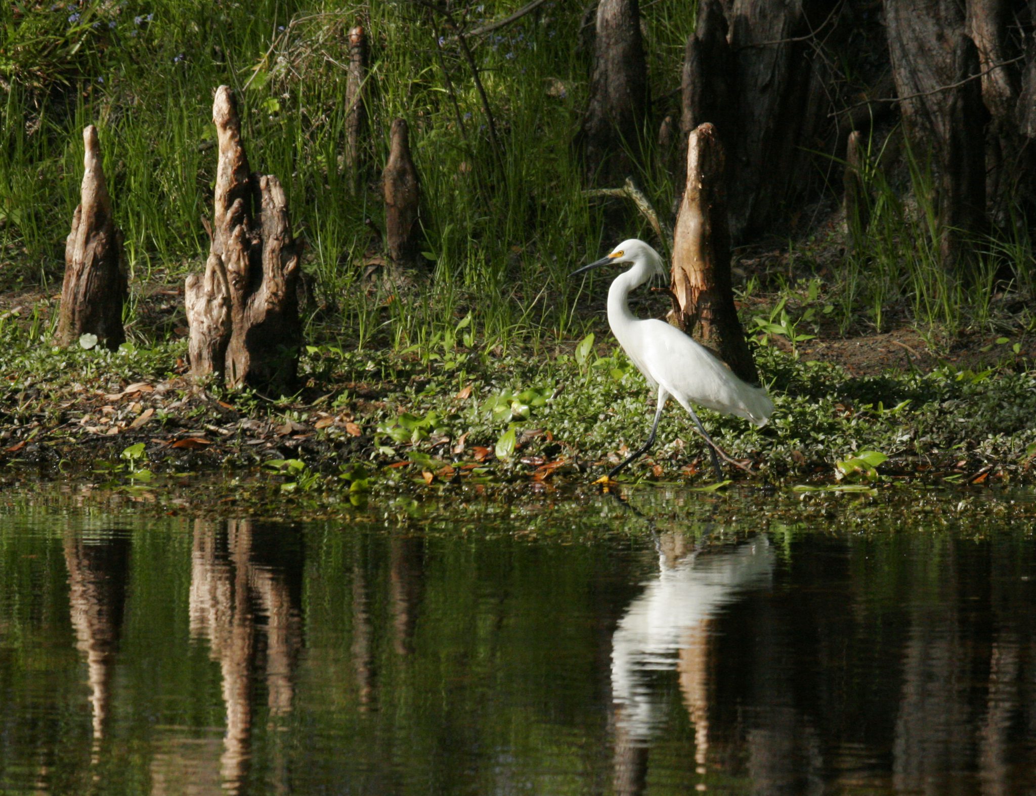Water Talk: Common Questions and Thoughtful Answers - UF/IFAS Extension Sarasota County