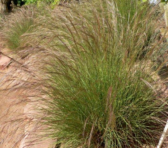 Low-Maintenance Landscaping: Ornamental Grasses - UF/IFAS Extension ...