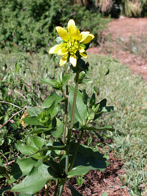 Low-Maintenance Landscaping: Forbs - UF/IFAS Extension Sarasota County