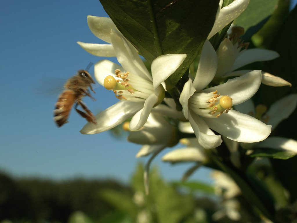 The Buzz about Bees in Florida - UF/IFAS Extension Sarasota County