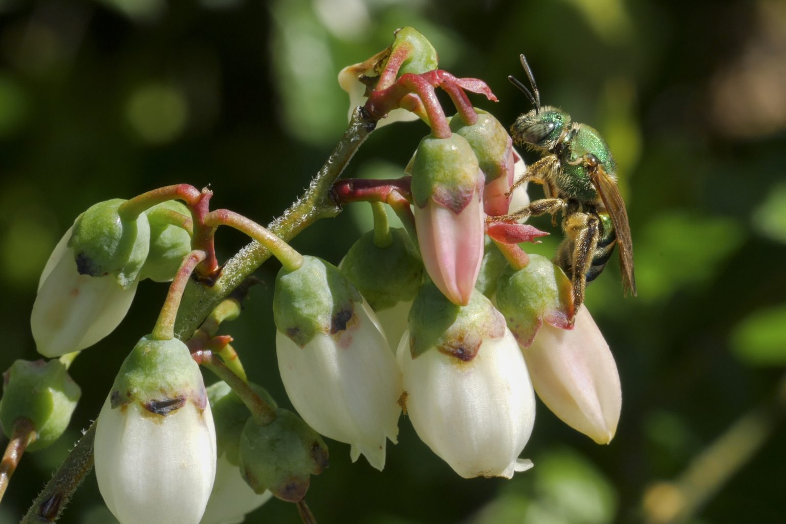The Buzz about Bees in Florida - UF/IFAS Extension Sarasota County