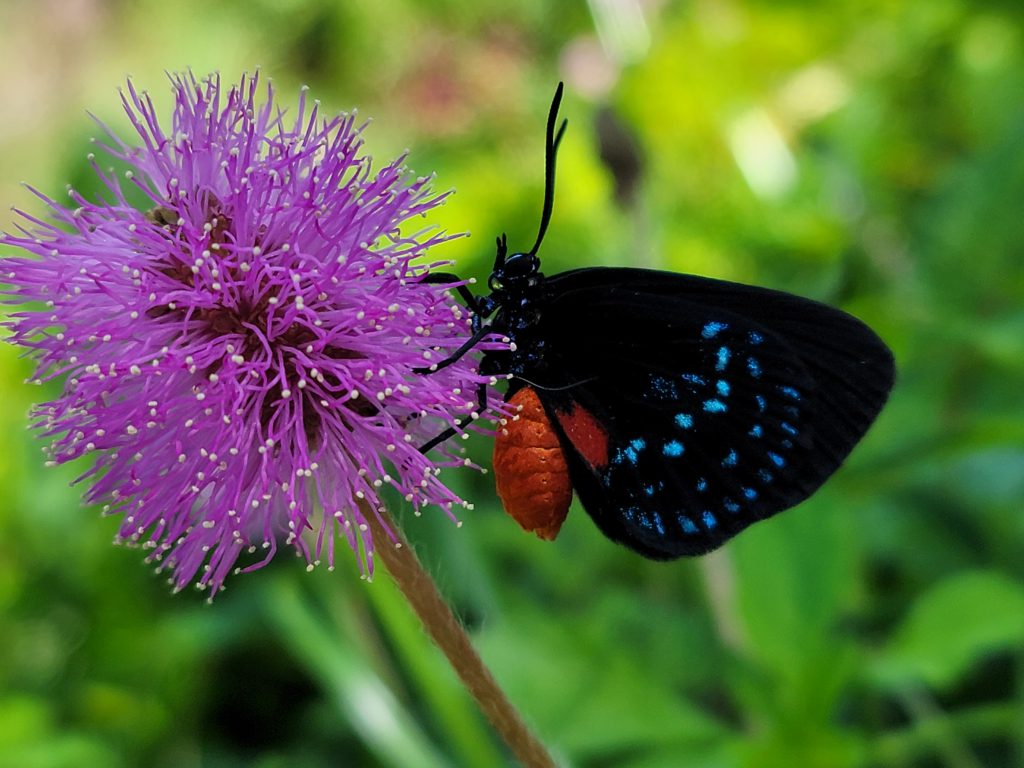 A Florida-Friendly Landscaping™ Tale of Survival and Resurgence (Part ...