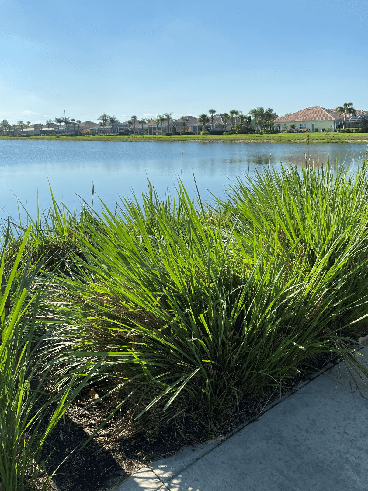 Low-Maintenance Landscaping: Ornamental Grasses - UF/IFAS Extension ...
