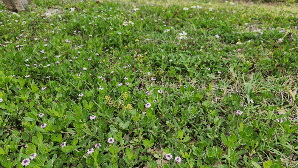 Low-Maintenance Landscaping: Groundcovers - UF/IFAS Extension Sarasota ...