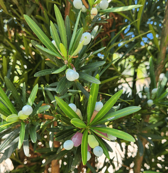 Low-Maintenance Landscaping: Shrubs - UF/IFAS Extension Sarasota County