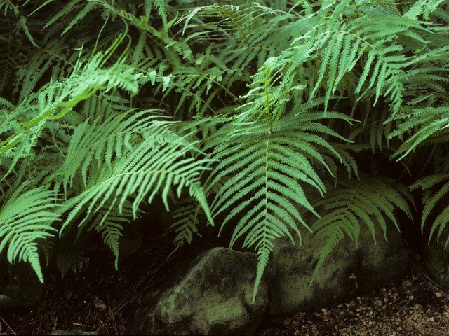 Low-Maintenance Landscaping: Ferns - UF/IFAS Extension Sarasota County