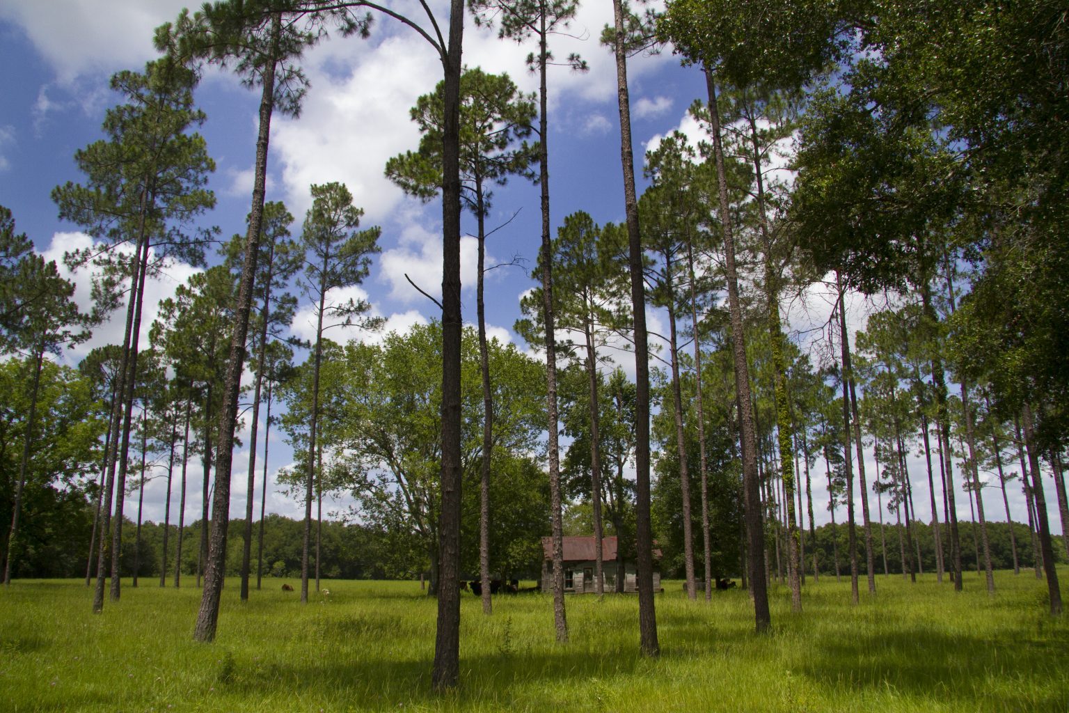 Post-Hurricane Landscaping Tips: Pines in Decline - UF/IFAS Extension ...
