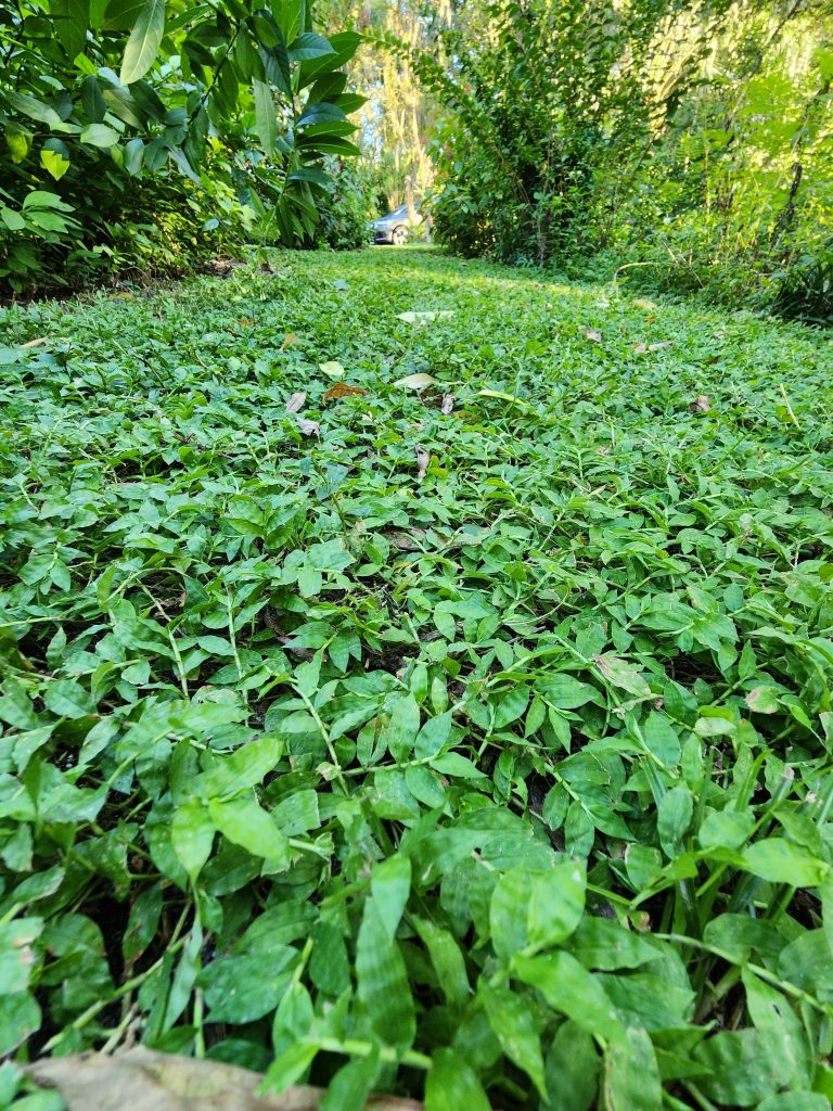 What Is That Lawn Ornament? Don’t Turn Into a Basket Case. Embrace ...