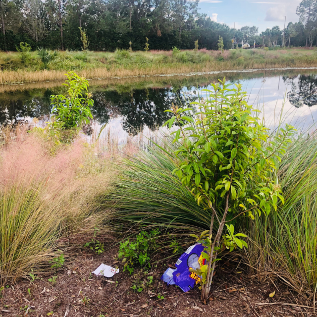 Water Talk: Improving the Water Quality In Your Pond - UF/IFAS ...