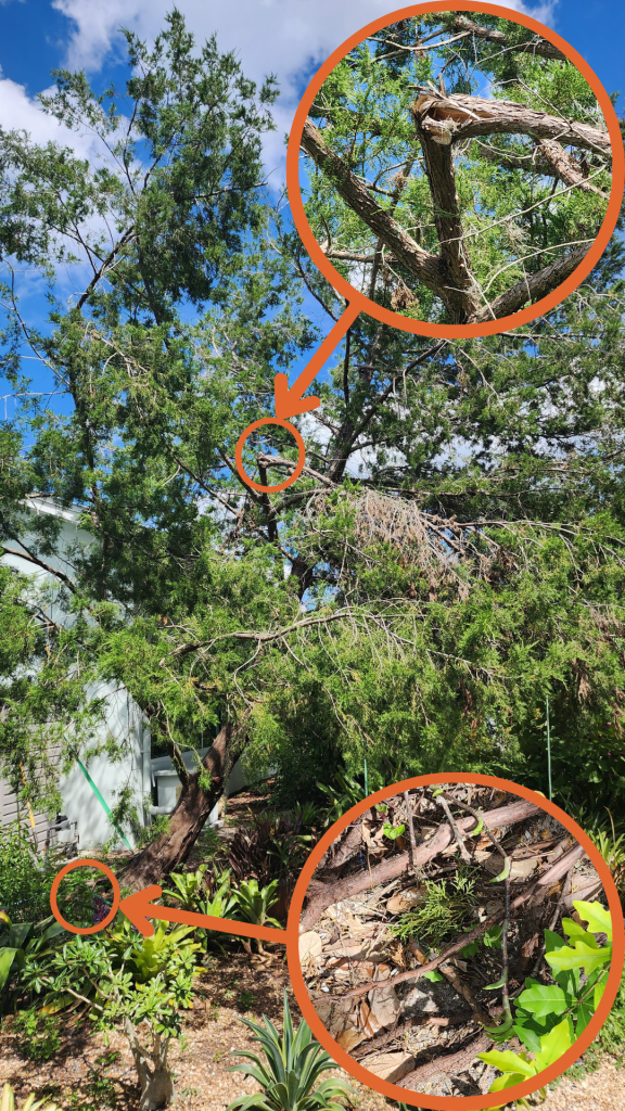 Post-Hurricane Landscaping Tips: Check for 'Widow Makers' - UF/IFAS ...