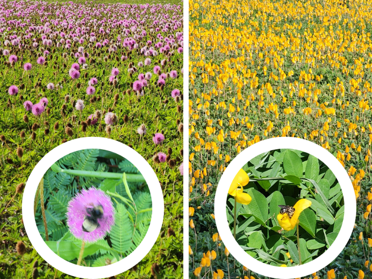 Embracing Lawn Ornaments: A Starter Guide - UF/IFAS Extension Sarasota ...