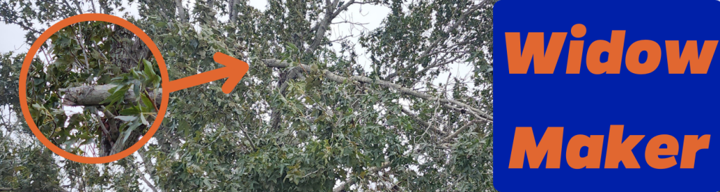 Post-Hurricane Landscaping Tips: Check for 'Widow Makers' - UF/IFAS ...