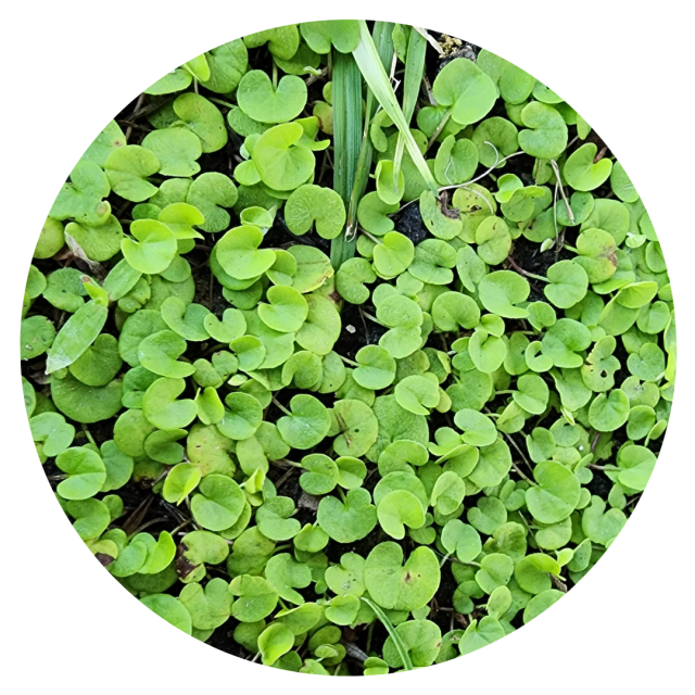 Embracing Lawn Ornaments: A Starter Guide - UF/IFAS Extension Sarasota ...