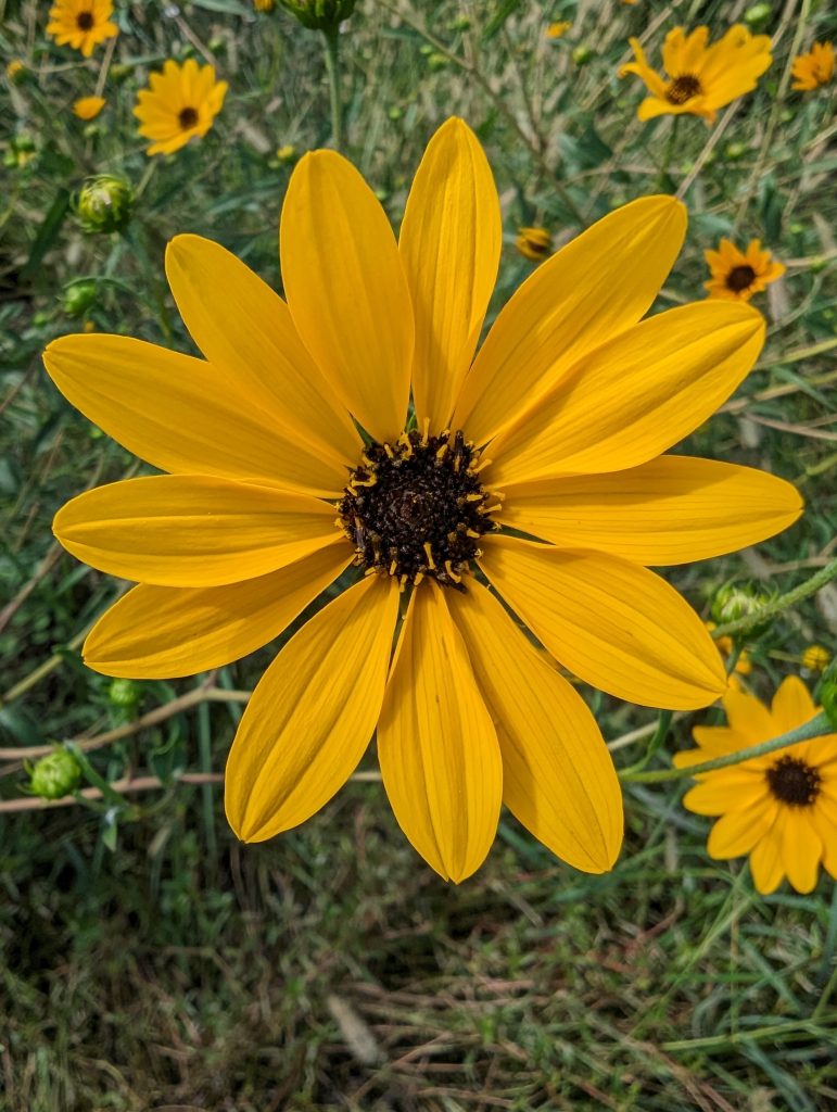 Plants at Their Peak: Swamp Sunflower - UF/IFAS Extension Sarasota County