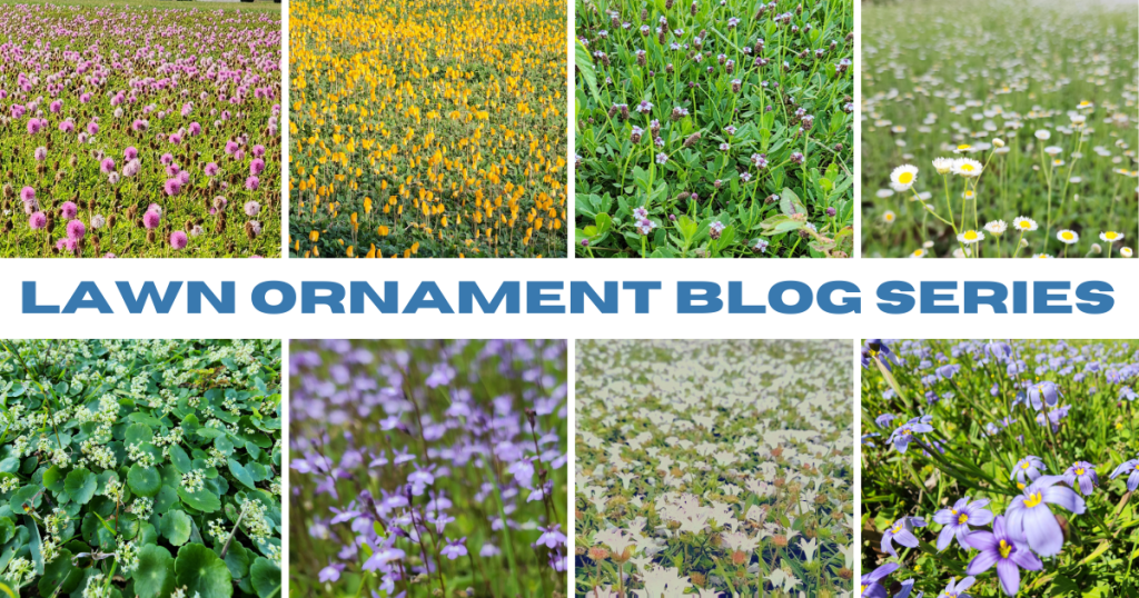 What Is That Lawn Ornament?! Frogfruit? Florida lawn of the future ...