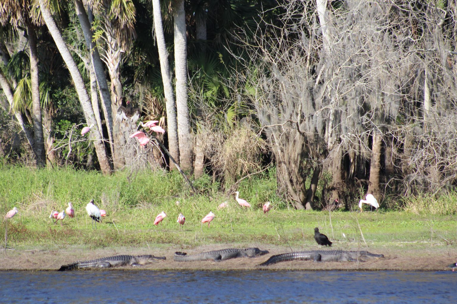Wondering About Wildlife?: Alligator Encounters - UF/IFAS Extension ...