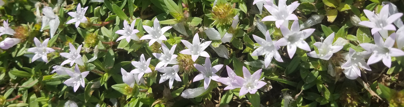 What Is That Lawn Ornament? Florida Snow?!? - UF/IFAS Extension ...