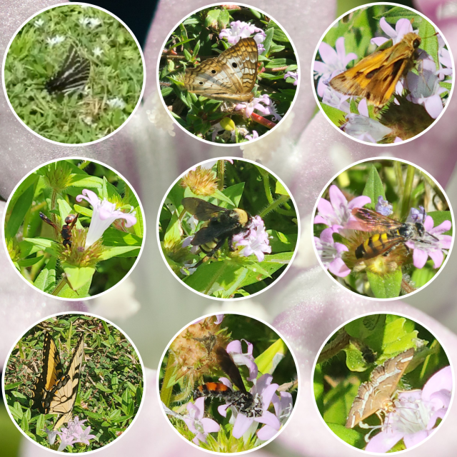 What Is That Lawn Ornament? Florida Snow?!? - UF/IFAS Extension ...