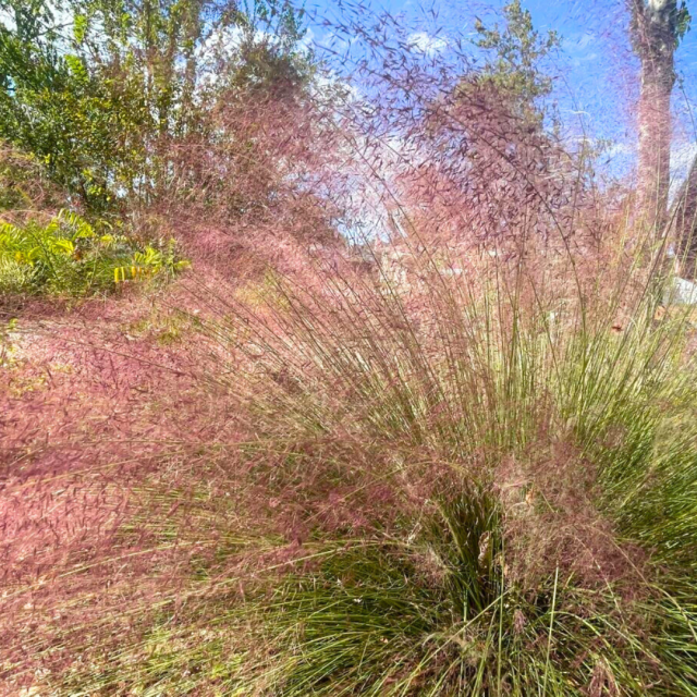Plants at Their Peak: Magical Muhly! - UF/IFAS Extension Sarasota County