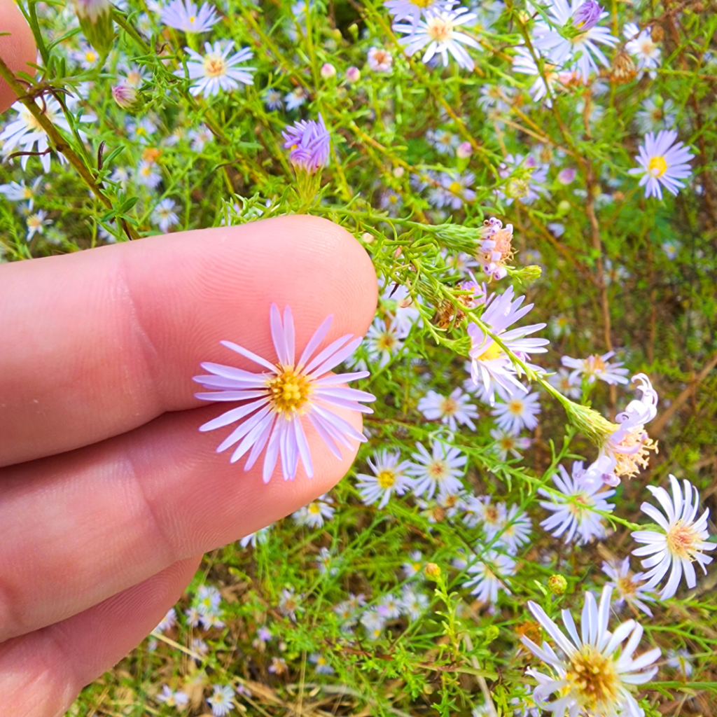 Plants at Their Peak: Asters! A Native Mums Alternative - UF/IFAS ...