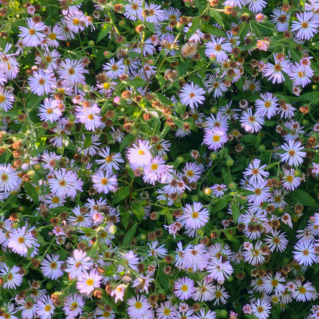 Plants at Their Peak: Asters! A Native Mums Alternative - UF/IFAS ...
