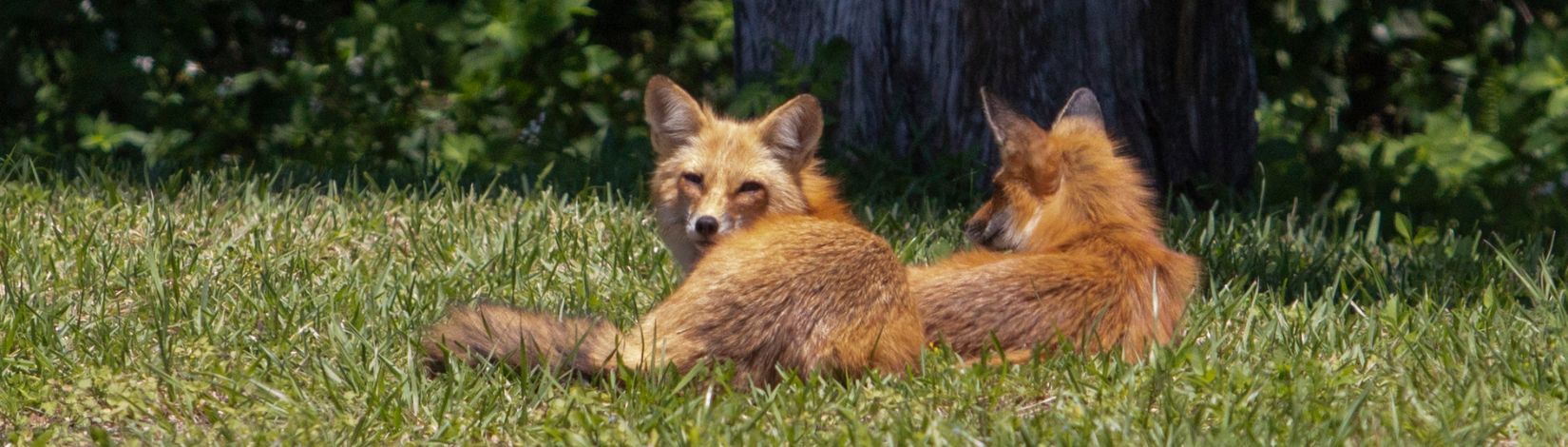Stories of Gratitude for the World of Wildlife: Foxes - UF/IFAS ...