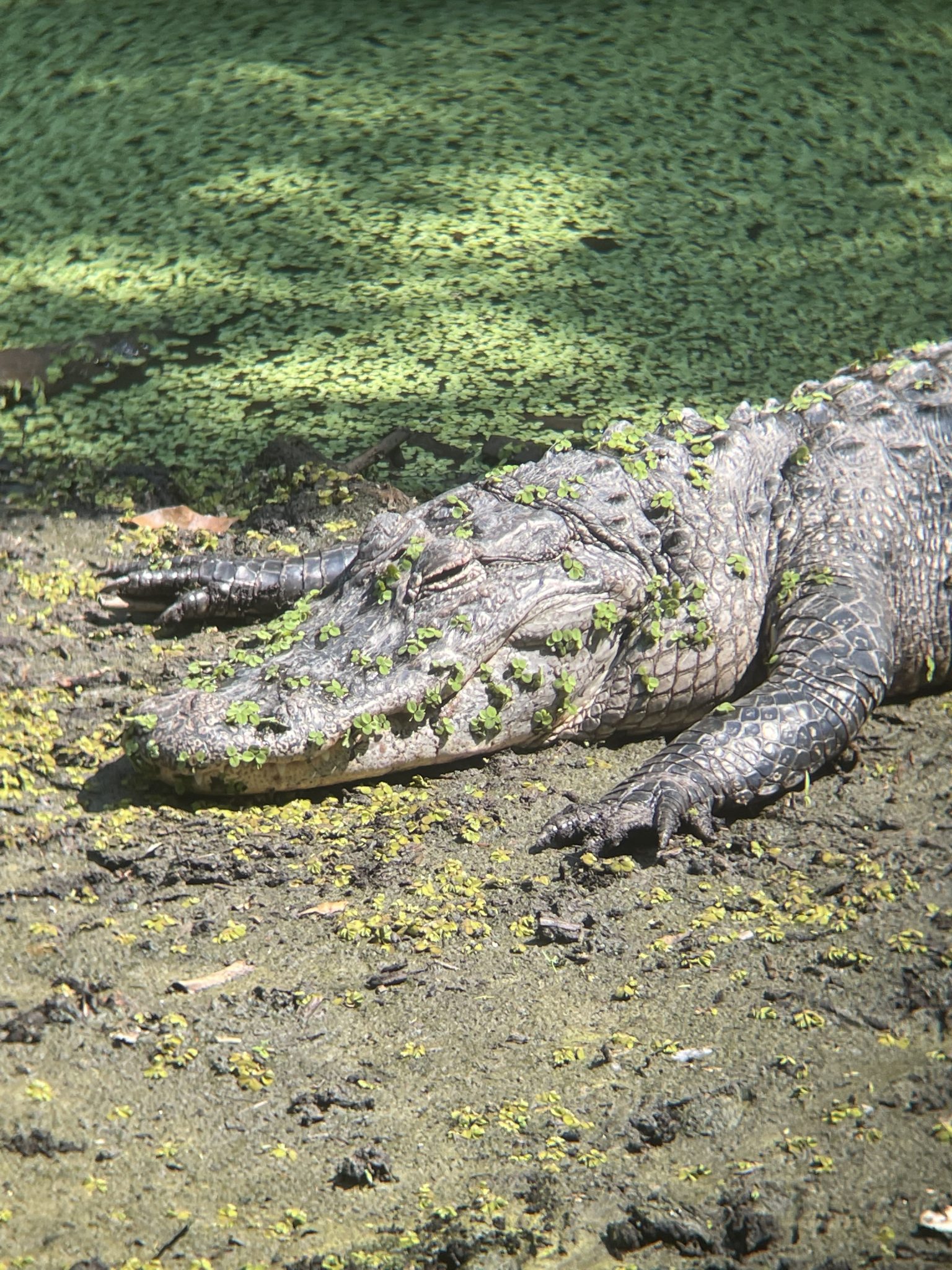 Wondering About Wildlife?: Alligator Encounters - UF/IFAS Extension ...