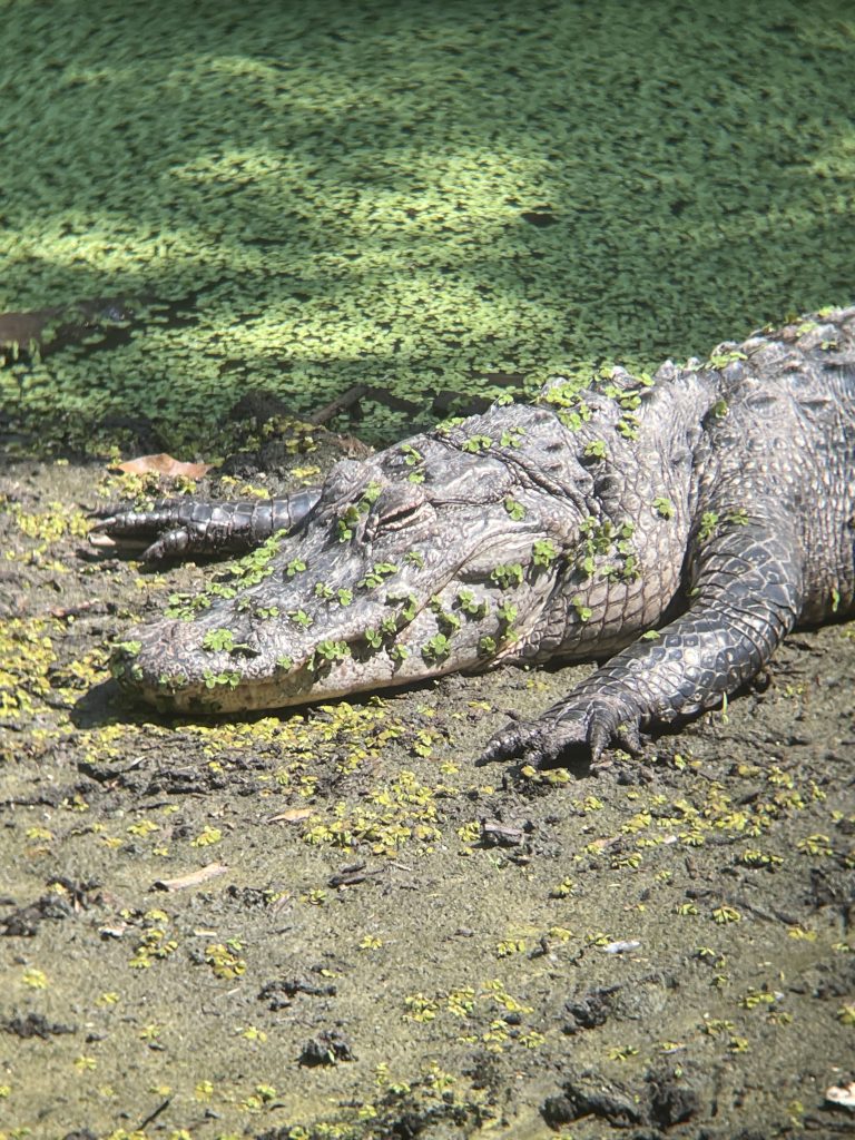 Wondering About Wildlife?: Alligator Encounters - UF/IFAS Extension ...