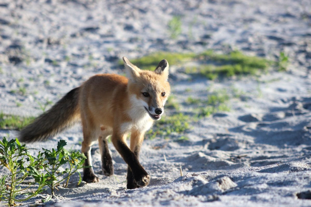 Stories of Gratitude for the World of Wildlife: Foxes - UF/IFAS ...