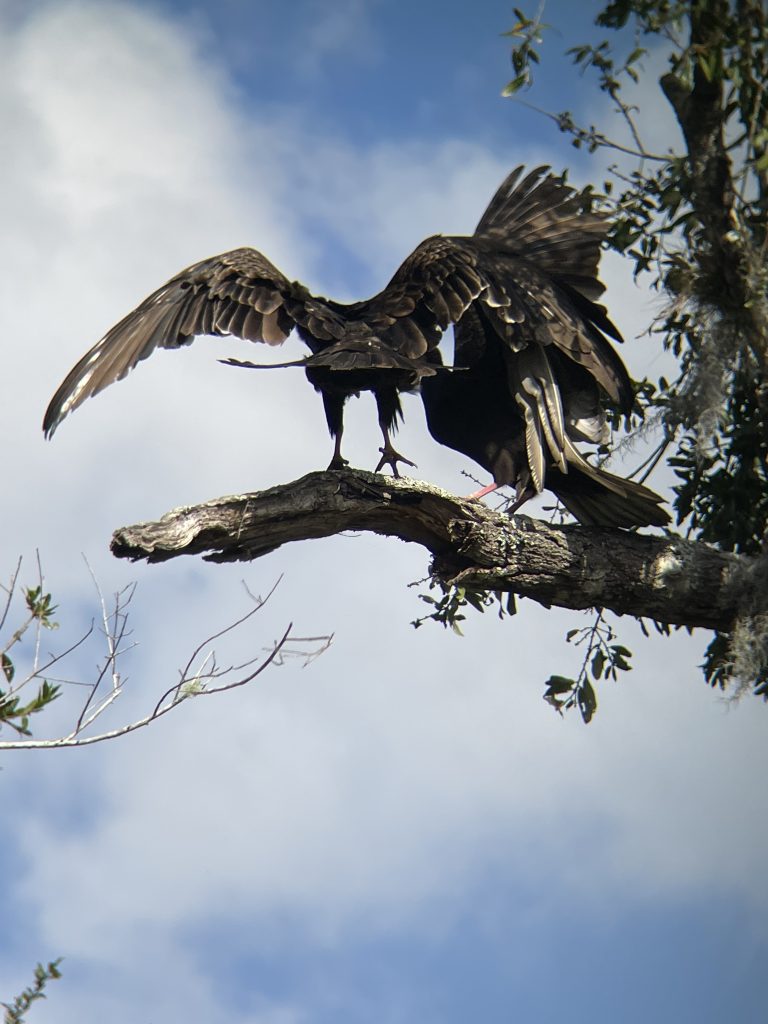 Stories of Gratitude for the World of Wildlife: Turkey Vultures - UF ...